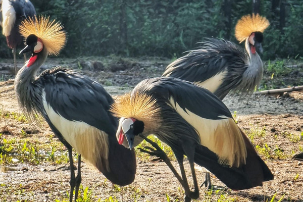Taiping zoo | Trip.com Tupai
