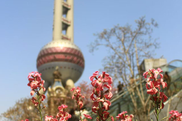 Spring in Shanghai🌸🌸🌸 | Trip.com Shanghai