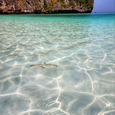 Maya Bay Shark