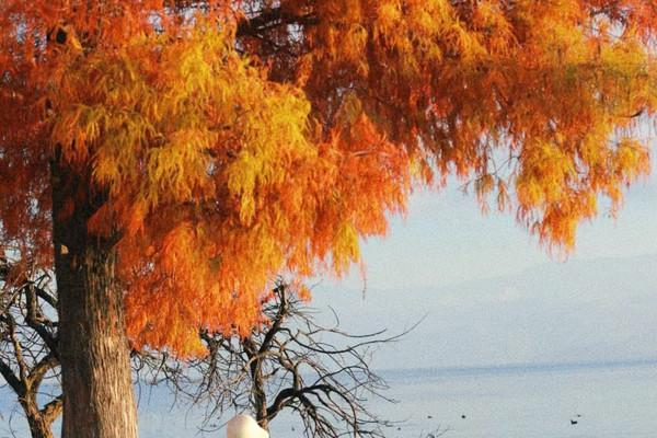 Sequoia Seagull!! Avoiding the Longkan Wharf and the lower wave shed is ...