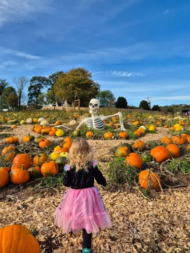 pumpkin picking scottish borders