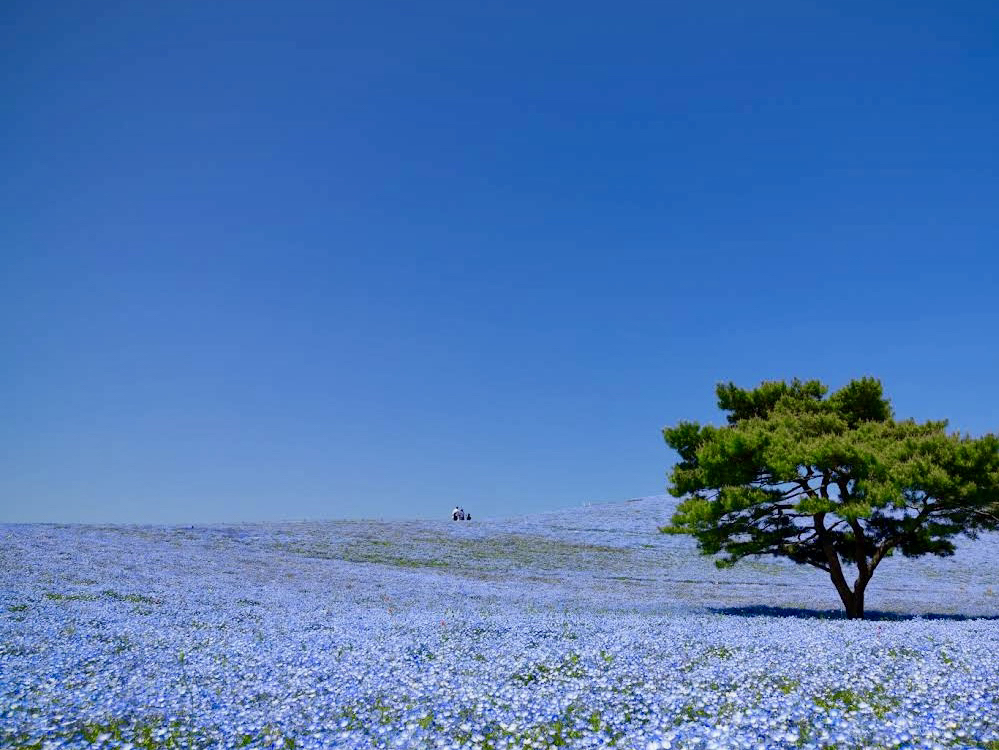 Things to Do in Hitachinaka in 2024 - Top Attractions, Local Food ...