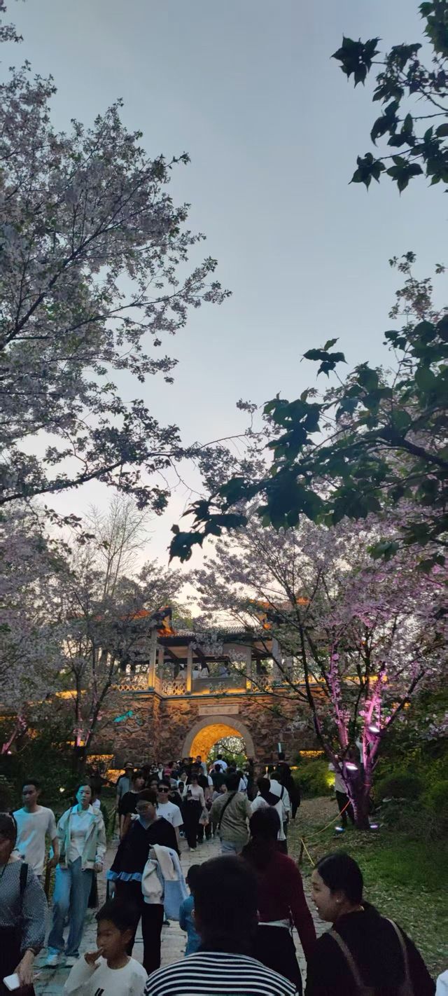 Covered in Cherry Blossom Clouds at Yuanzhu | Complete Guide to Cherry ...