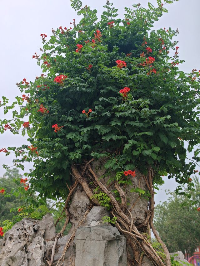 北海公園 | 雨遇抱石凌霄，酣暢淋漓盡賞雨潤紅霄｜Trip.com 北京