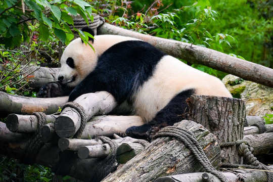 Panda Valley in Dujiangyan: A Charming Encounter with Nature's Gentle ...