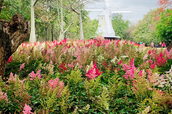 The flowers of spring are in bloom | Packing up Shenzhen's most ...