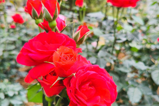 Roses are red, that means i Love You! ️🌹 | Trip.com Shenzhen