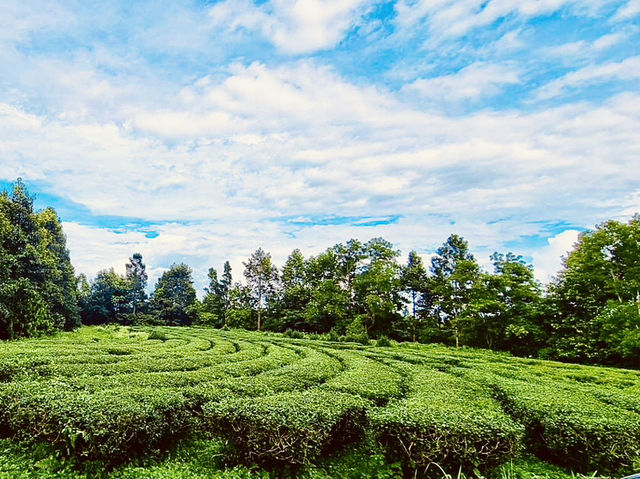 Let's Enjoy the View at Singha Park. | Trip.com Chiang Rai