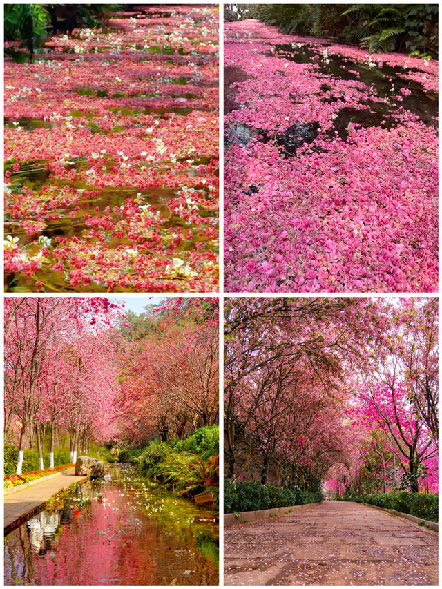 Taman Monet di Kunming | Romansa Musim Semi Terbatas: 20 RMB untuk ...