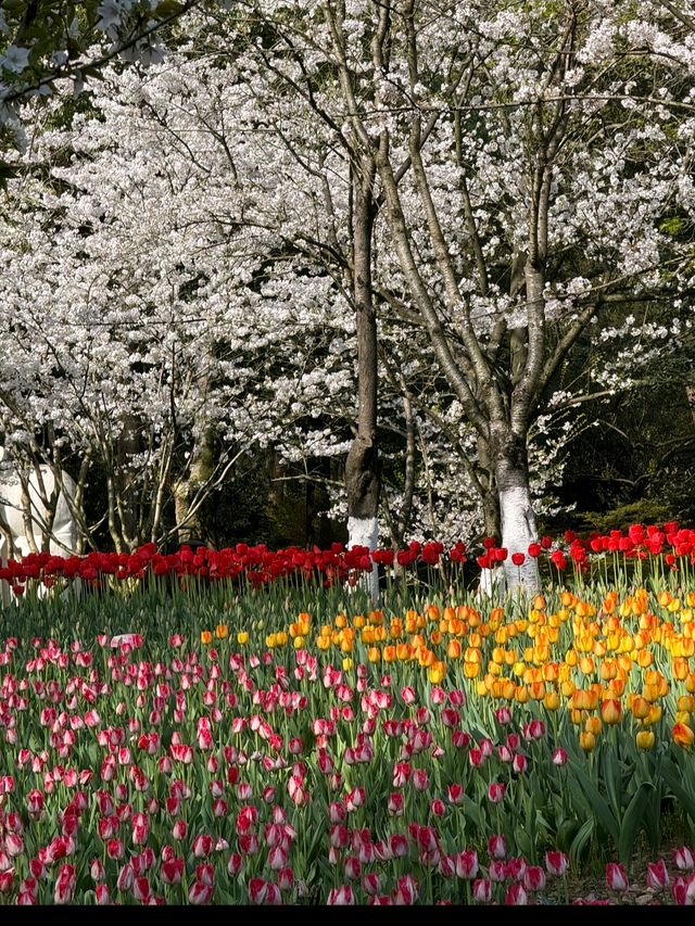 Hangzhou Spring Flower Chasing Must-See Guide | Trip.com Hangzhou