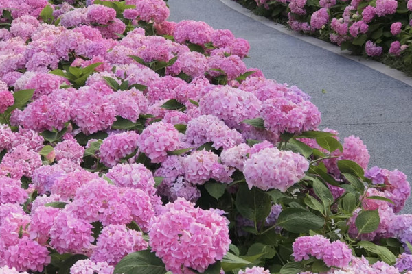 Don’t Miss Shanghai’s Most Stunning Hydrangea Sea from Last Year ...