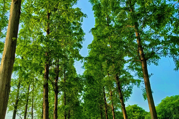 Chengdu Shuangliu Sports Park (a less-known good place to go on ...