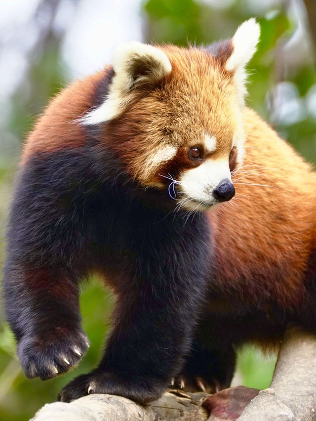 Nanjing Hongshan Forest Zoo Visit 🐼 | Trip.com Nanjing