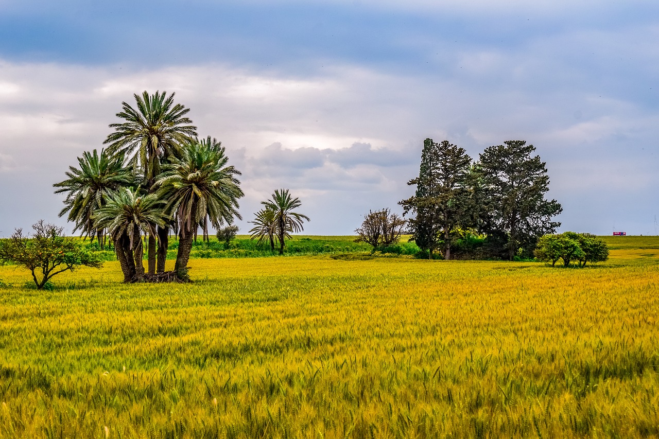 Things to Do in Longquanyi District in 2025 - Top Attractions, Local ...