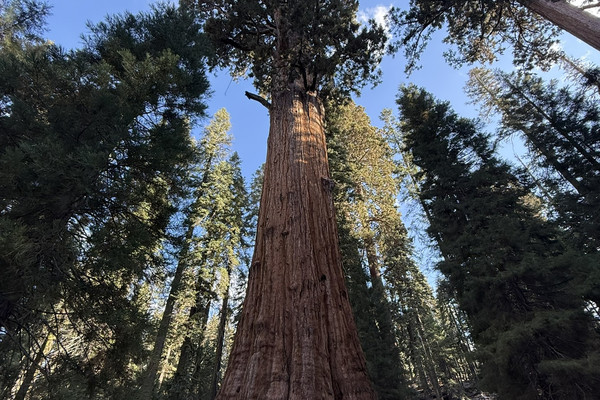 Giant Sherman Awaits🌳 | Trip.com Tulare County