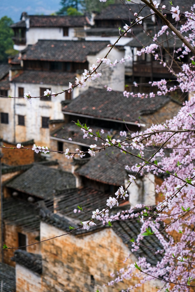 Enjoy the flower viewing at Hongling in Wuyuan, capturing spring in the ...