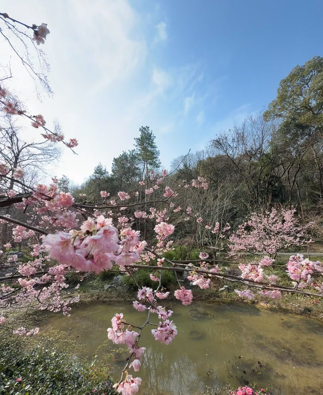 3.11 Live Footage of Early Cherry Blossom Crowds at Yuantouzhu, Wuxi ...