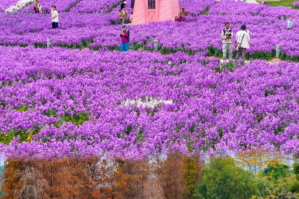 Shunfengshan Park Violet Flower Sea in Full Bloom! | Trip.com Foshan