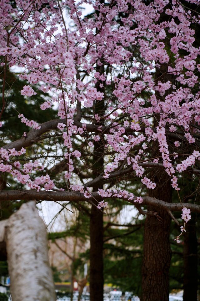 Come to Dalian for Qingming Festival! The cherry blossoms in Labor Park ...
