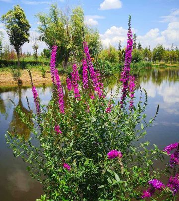 Dounan Wetland Park - Overlooking Dianchi Lake and Sleeping Beauty ...