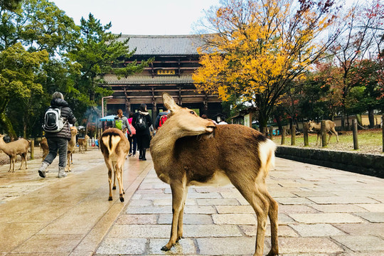 A beloved symbol of Nara’s connection to nature 🇯🇵 | Trip.com Nara