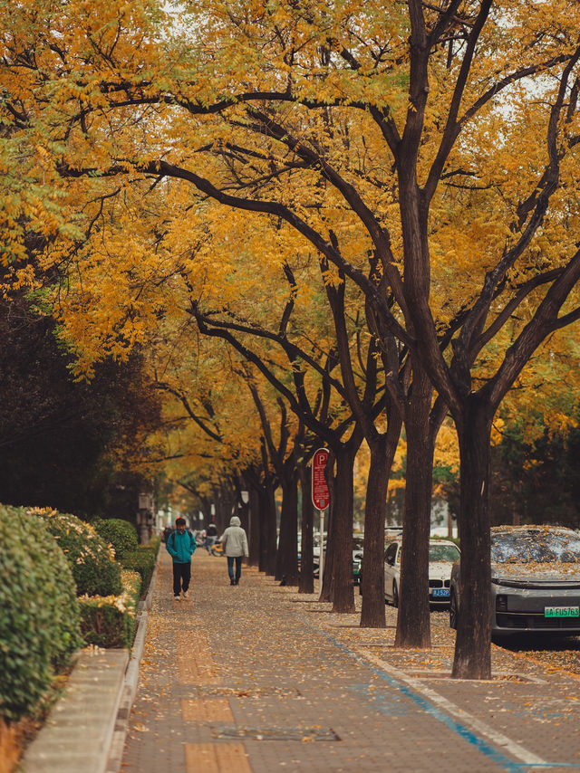Golden Leaves Dream in Beijing 🍂 | Trip.com Beijing