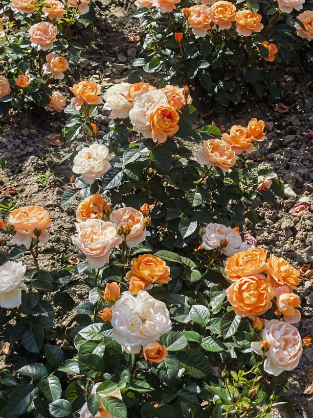 Shanghai Zhongshan Park Rose Garden in Full Bloom! 3,300㎡ Sea of ...