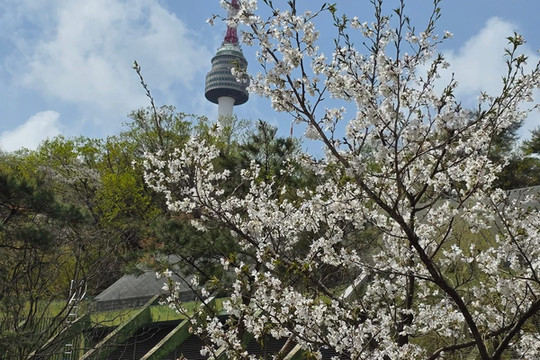 Namsan Seoul Tower — A Blossom-Filled Spring Escape in the Heart of ...