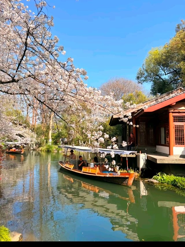 Hangzhou Spring Flower Chasing Must-See Guide | Trip.com Hangzhou