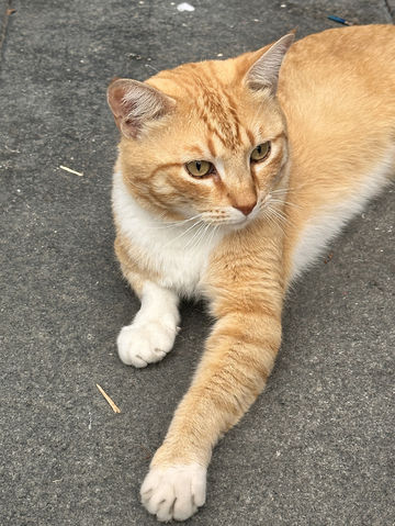 悉尼必去景點|friendly orange cat｜Trip.com 悉尼