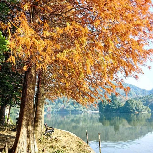 Late Autumn Colours | Trip.com Shenzhen