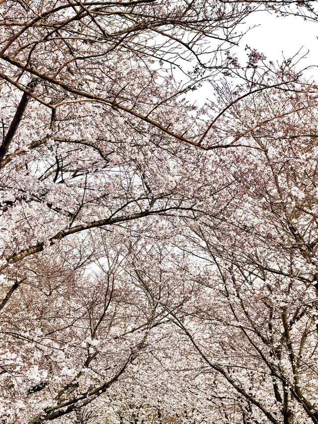 2026 Latest | Wuxi Yuantouzhu Cherry Blossom Viewing Super ...