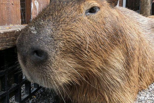 Capybara and alpacas at Taiwan Yilan farm | Trip.com Yilan