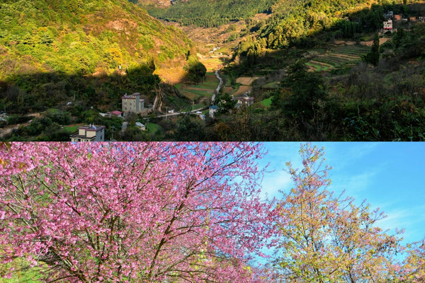 Suddenly, the 'winter' wind comes, and thousands of 'cherry blossoms ...