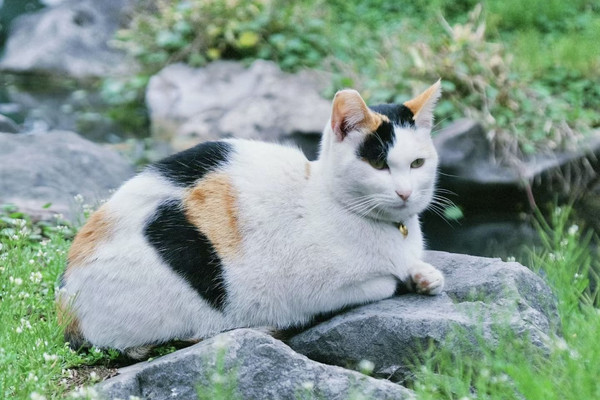 Hangzhou’s Best Kept Secret: Yongfu Temple (It’s the Cats!) | Trip.com ...