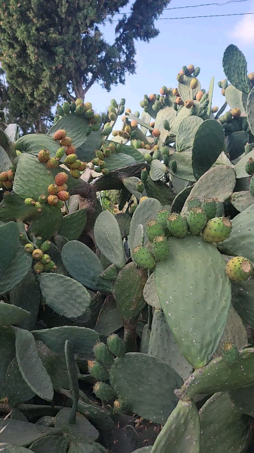 Koura Travel Guide 2023 - Things to Do, What To Eat & Tips | Trip.com