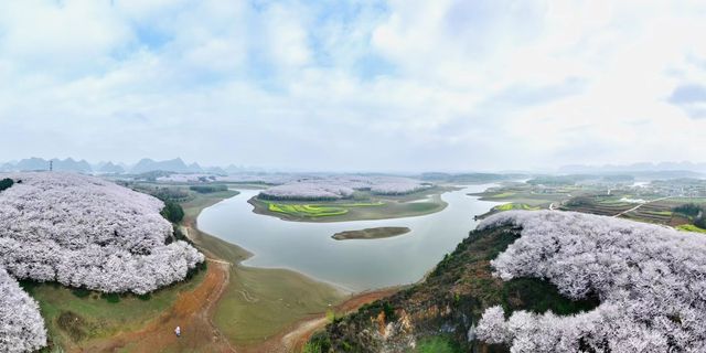 The largest cherry blossom garden in the world - Pingba Cherry Blossom ...