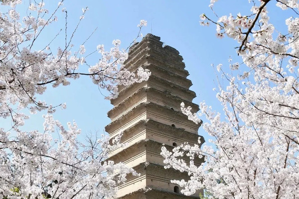 Little Wild Goose Pagoda Cherry Blossoms, a Millennium-Old Pagoda Meets ...