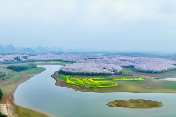 The largest cherry blossom garden in the world - Pingba Cherry Blossom ...