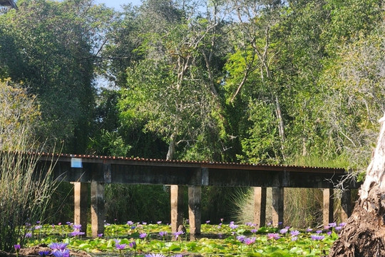 สะพานรักษ์เสม็ด (RAK-SAMET Bridge) - สวนพฤกษศาสตร์ | Trip.com อำเภอ แกลง