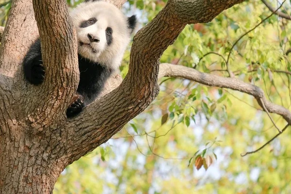 Shanghai Wild Animal Park | Trip.com Shanghai