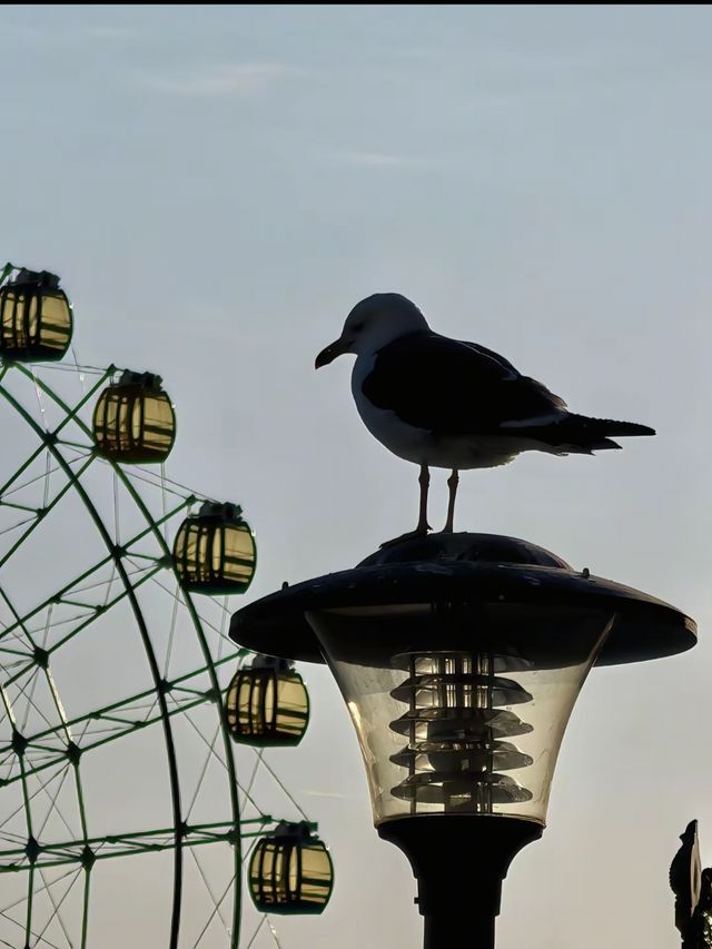 Dalian Xinghai Square Full Guide: Sunset Seagulls and the Cross-Sea ...