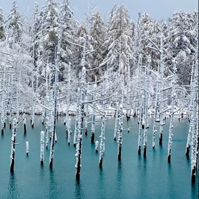 Shirogane Blue Pond—nature’s masterpiece in the heart of Hokkaido 💙 ...