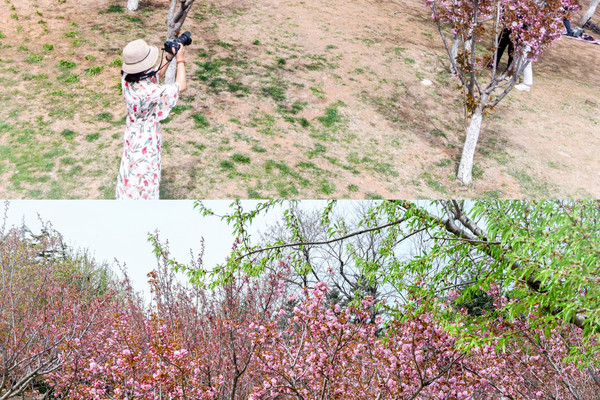 Dalian Flower Viewing Guide: Explore the sea of flowers and encounter ...