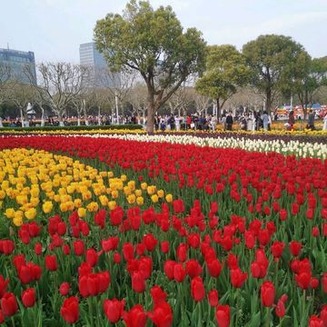 Daning Park ชมทุ่งดอกทิวลิปขนาดใหญ่ในเซี่ยงไฮ้ | Trip.com เซี่ยงไฮ้