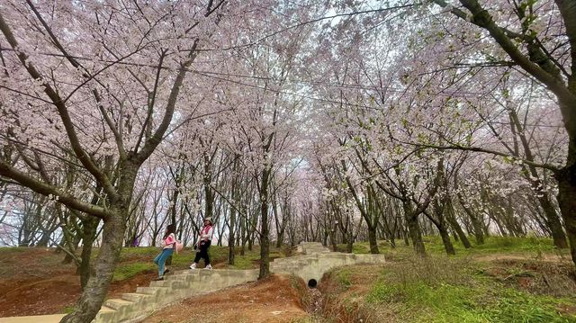 The largest cherry blossom garden in the world - Pingba Cherry Blossom ...