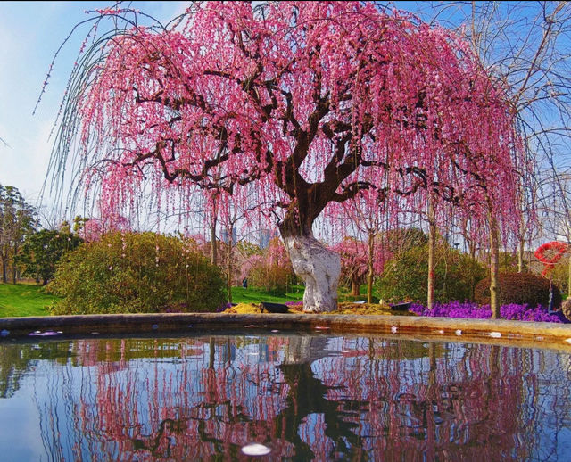 上海世博文化公園｜春の花海、半分は繁華で半分は春 | Trip.com 上海