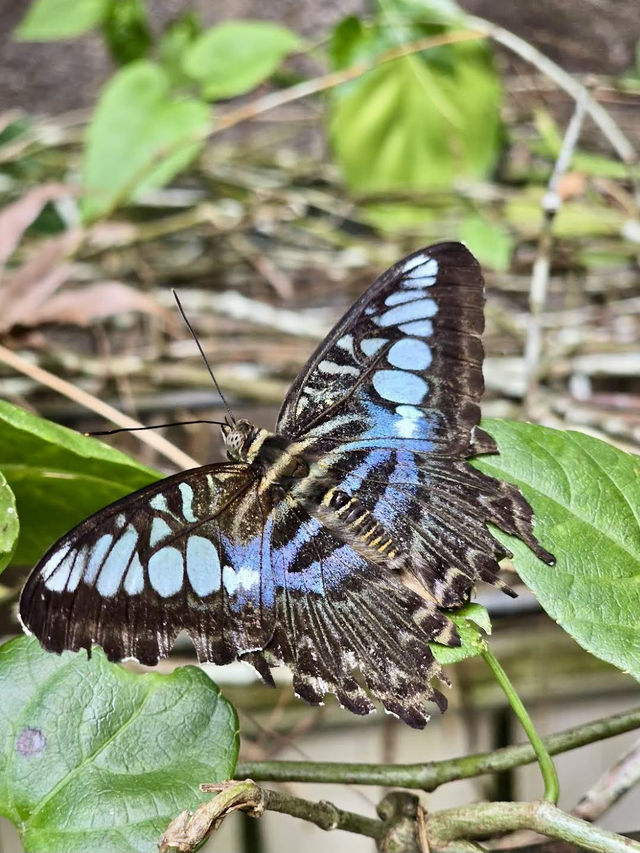 Melaka Butterfly & Reptile Sanctuary Taman Rama-rama dan Reptilia ...