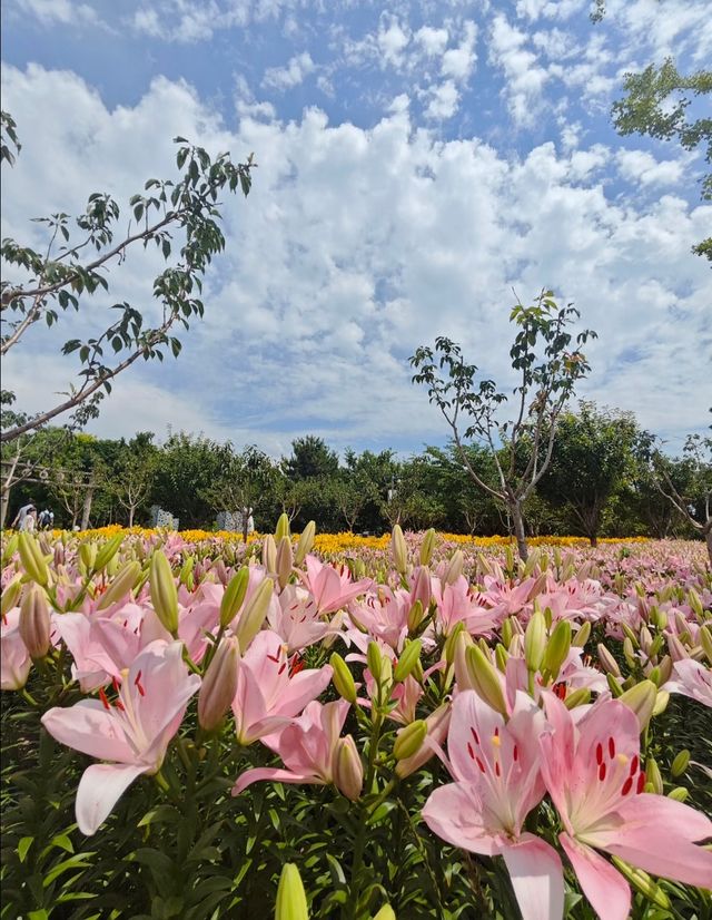晉陽湖百合花開了｜Trip.com 太原