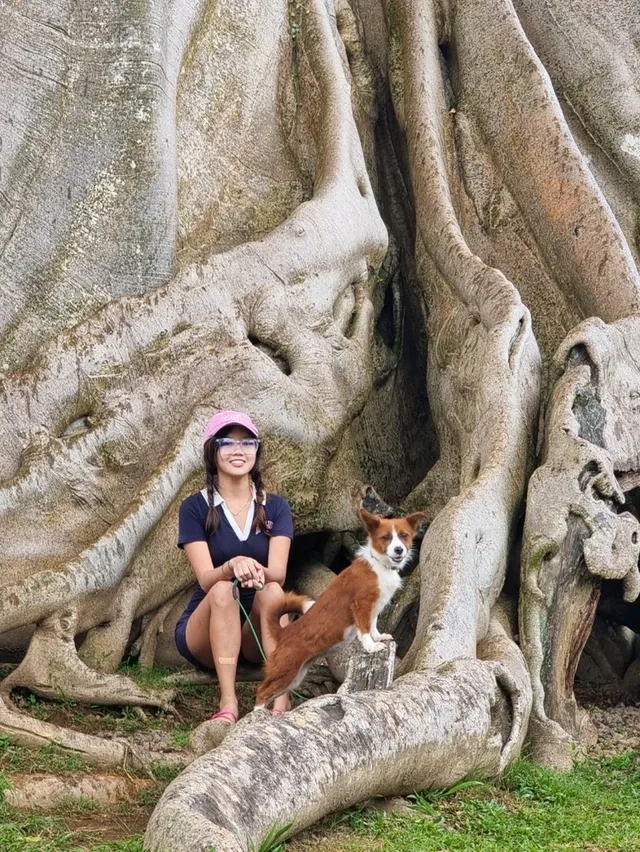Bayan Ancient Tree: A Spiritual Oasis | Trip.com Bali